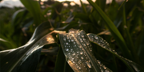 MyDTN: Maximize Farm Potential with Data-Driven Insights